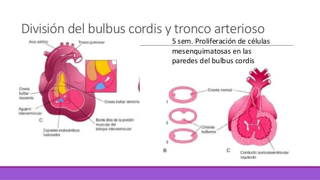 Sistema cardiovascular embriologia