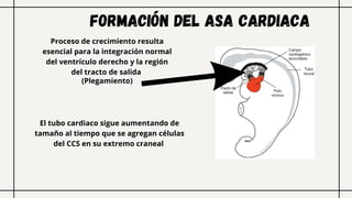Sistema cardiovascular embriologia c.pdf