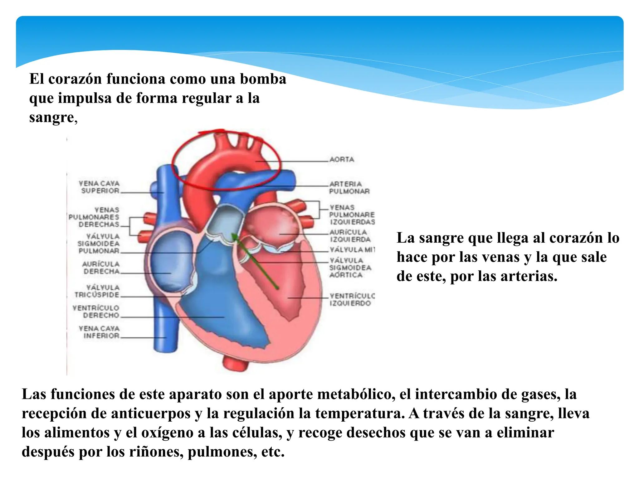 Sistema cardiovascular en bovinos, equinos, felinos.ppt