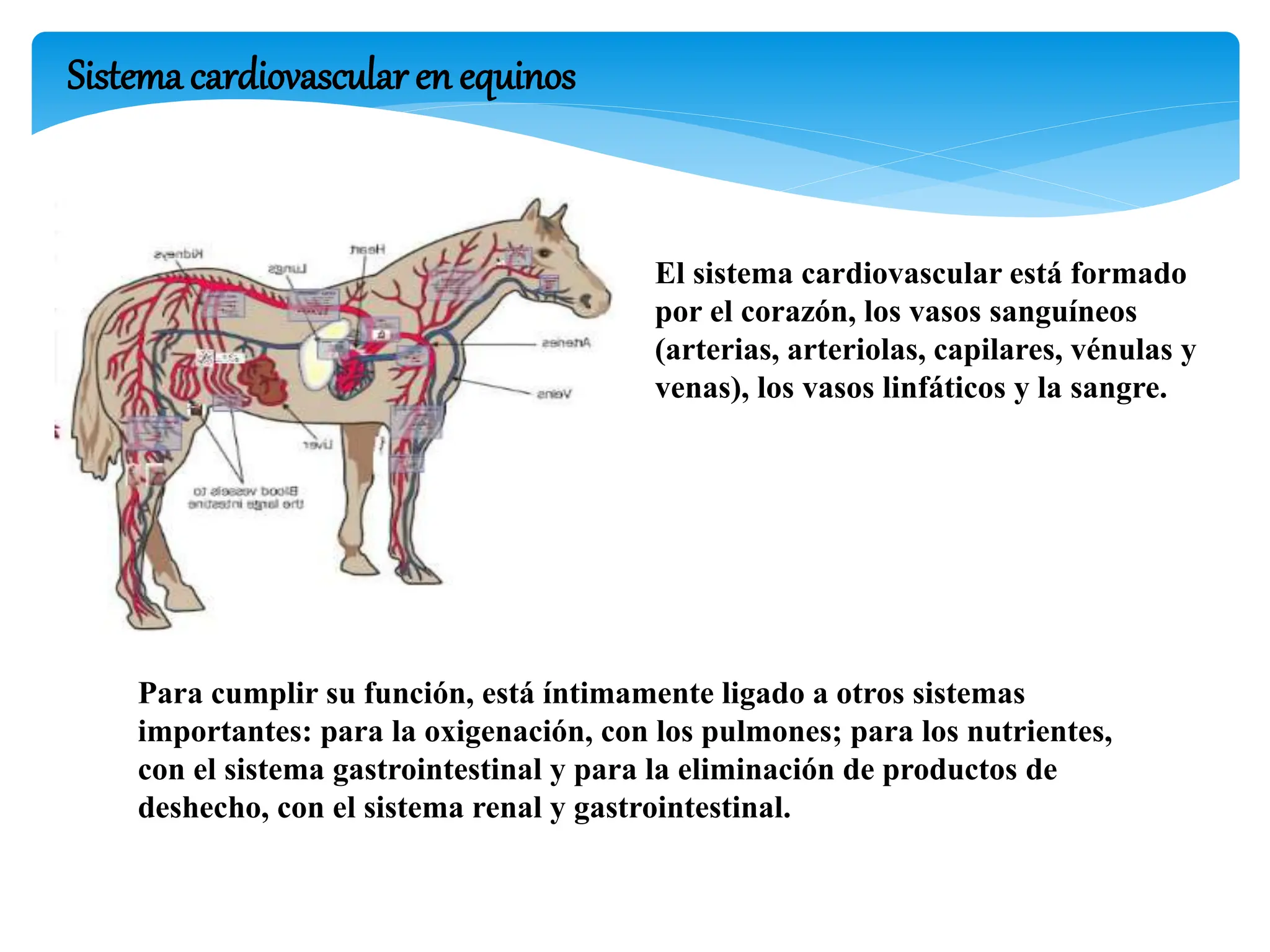 Sistema cardiovascular en bovinos, equinos, felinos.ppt