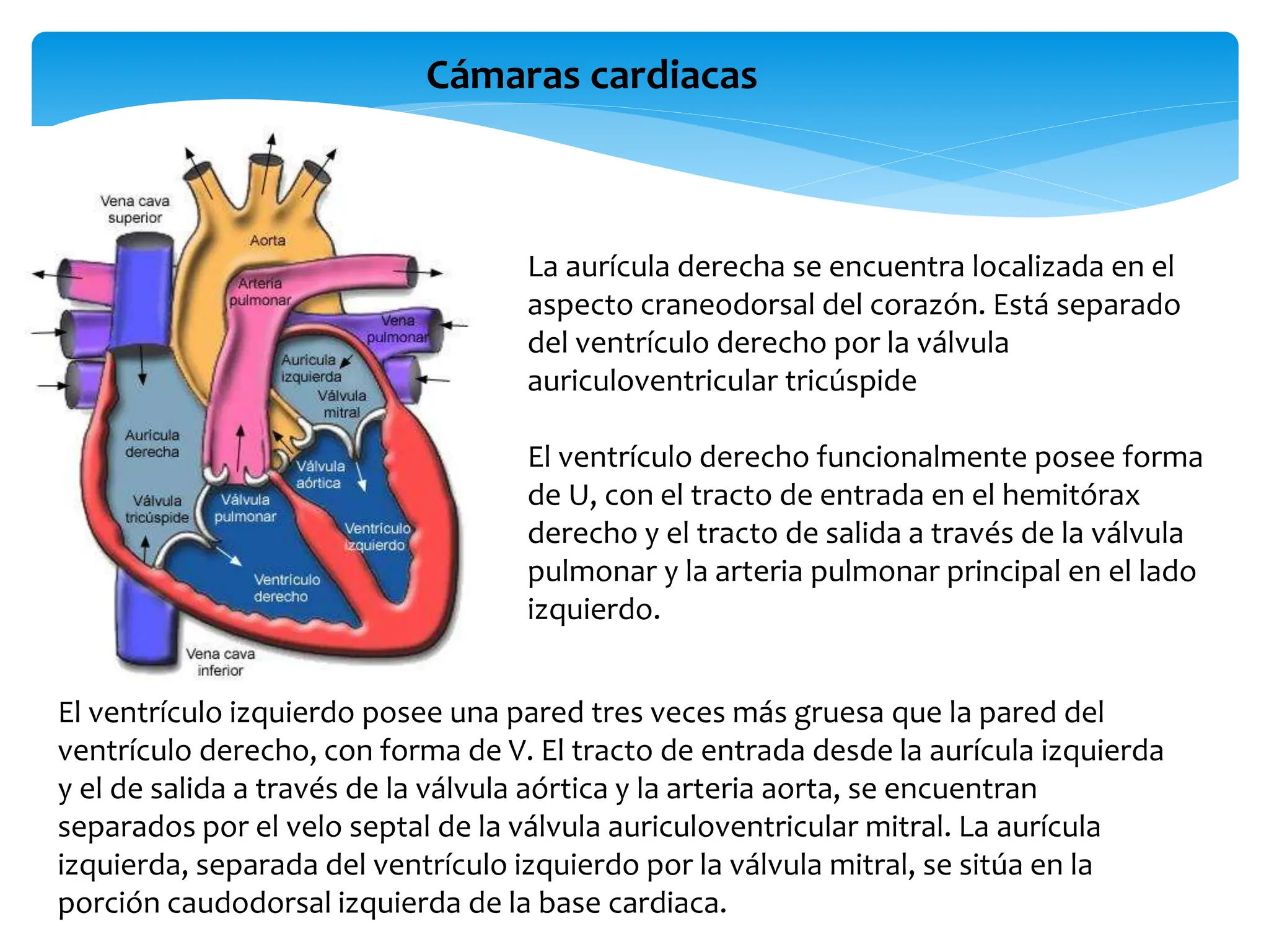 Sistema cardiovascular en bovinos, equinos, felinos.ppt