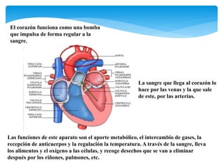 Sistema cardiovascular en bovinos, equinos, felinos.ppt