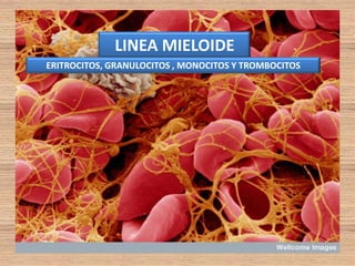 Sistema cardiovascular esquema hematopoyesis(todas las celulas) | PPTX
