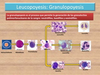 Sistema cardiovascular esquema hematopoyesis(todas las celulas) | PPTX