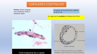 HISTOLOGÍA DEL SISTEMA CARDIOVASCULAR | PDF