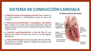 SISTEMA CARDIOVASCULAR MORFOFISIOLOGIA II.pptx