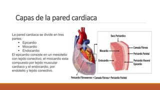 SISTEMA CARDIOVASCULAR ORIGINAL POR ALUMNOS | PPTX