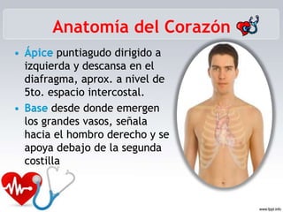 Sistema cardiovascular | PPTX