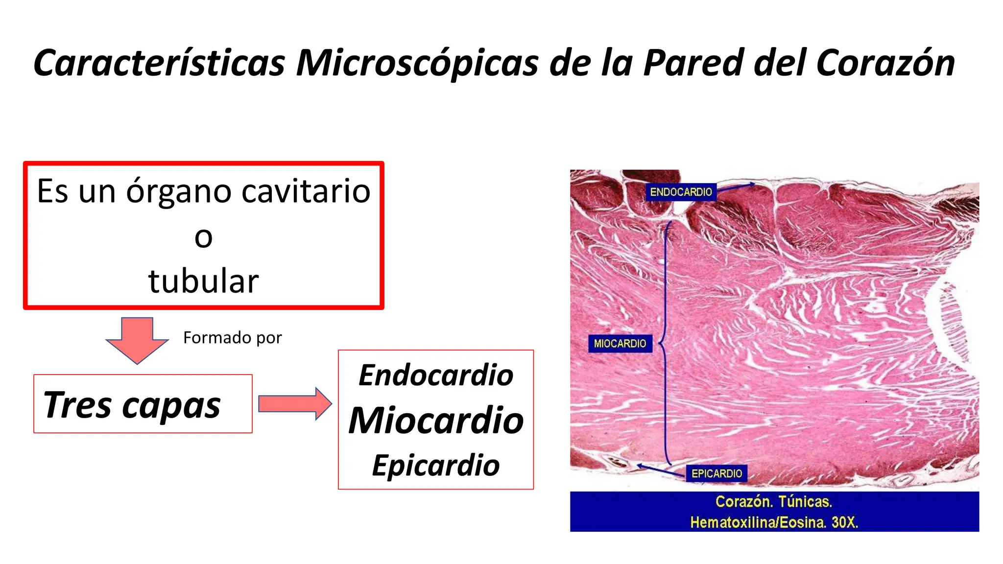 sistema cardiovascular, anatomía e histología | PPTX