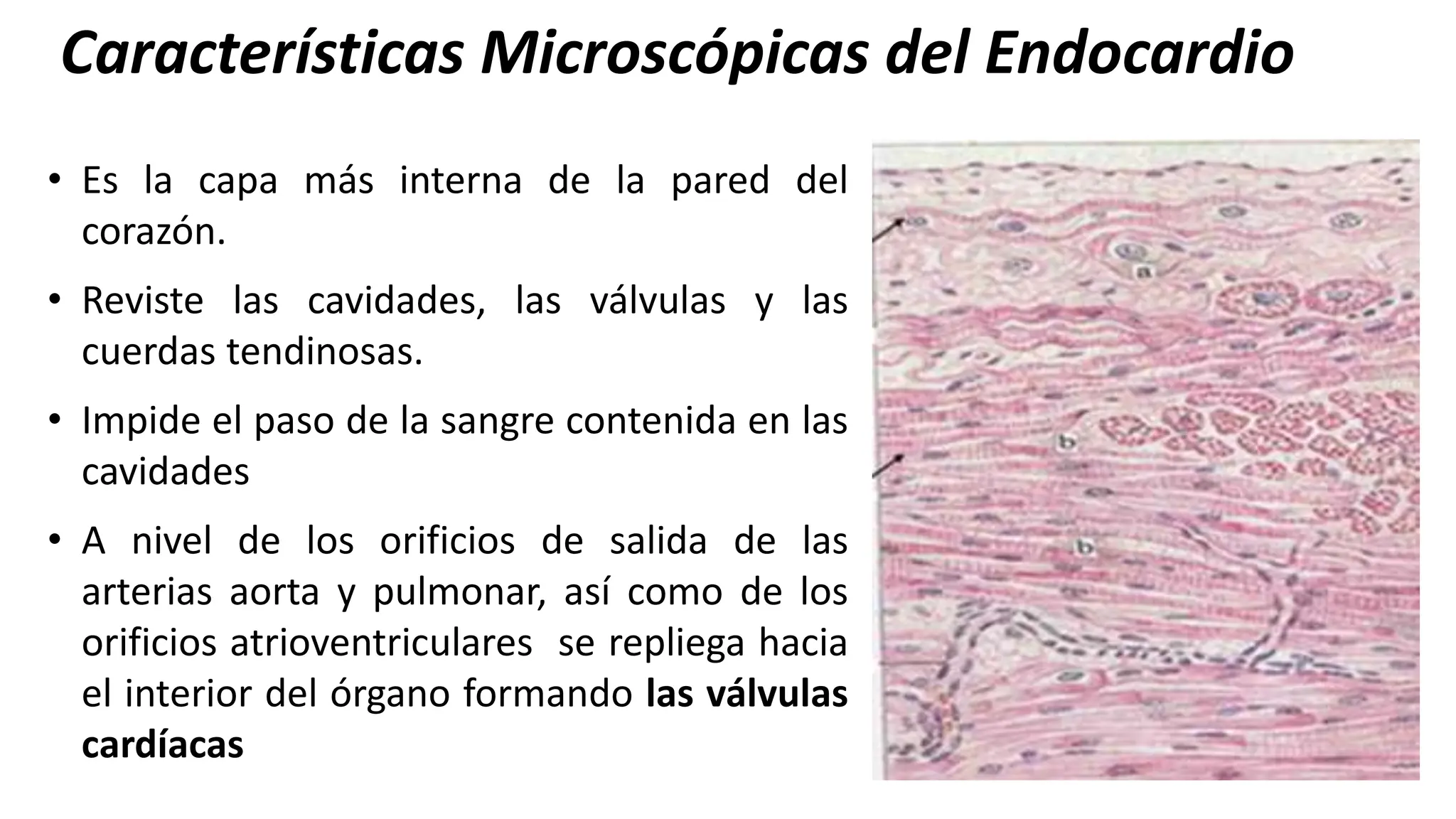 sistema cardiovascular, anatomía e histología | PPTX