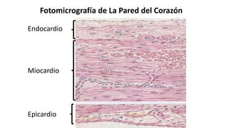 sistema cardiovascular, anatomía e histología | PPTX