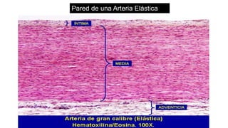 sistema cardiovascular, anatomía e histología | PPTX