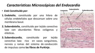 sistema cardiovascular, anatomía e histología | PPTX