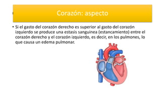 generalidades del sistema cardiovascular y respiratorio | PPTX
