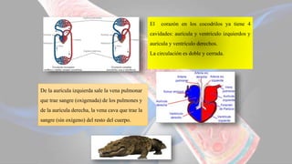 Aparato cardiovascular en vertebrados e invertebrados | PPTX
