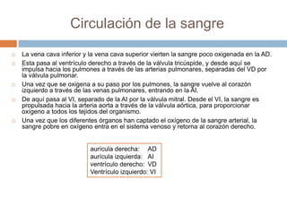 Sistema circulatori corazon | PPTX