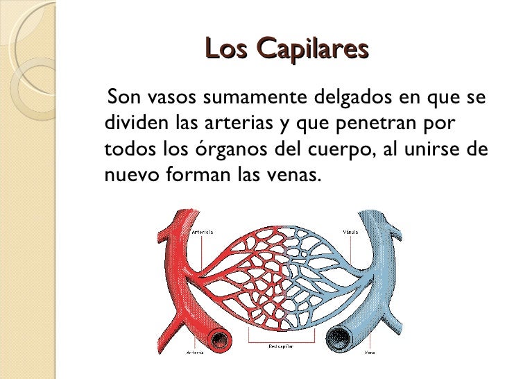 Sistema circulatorio