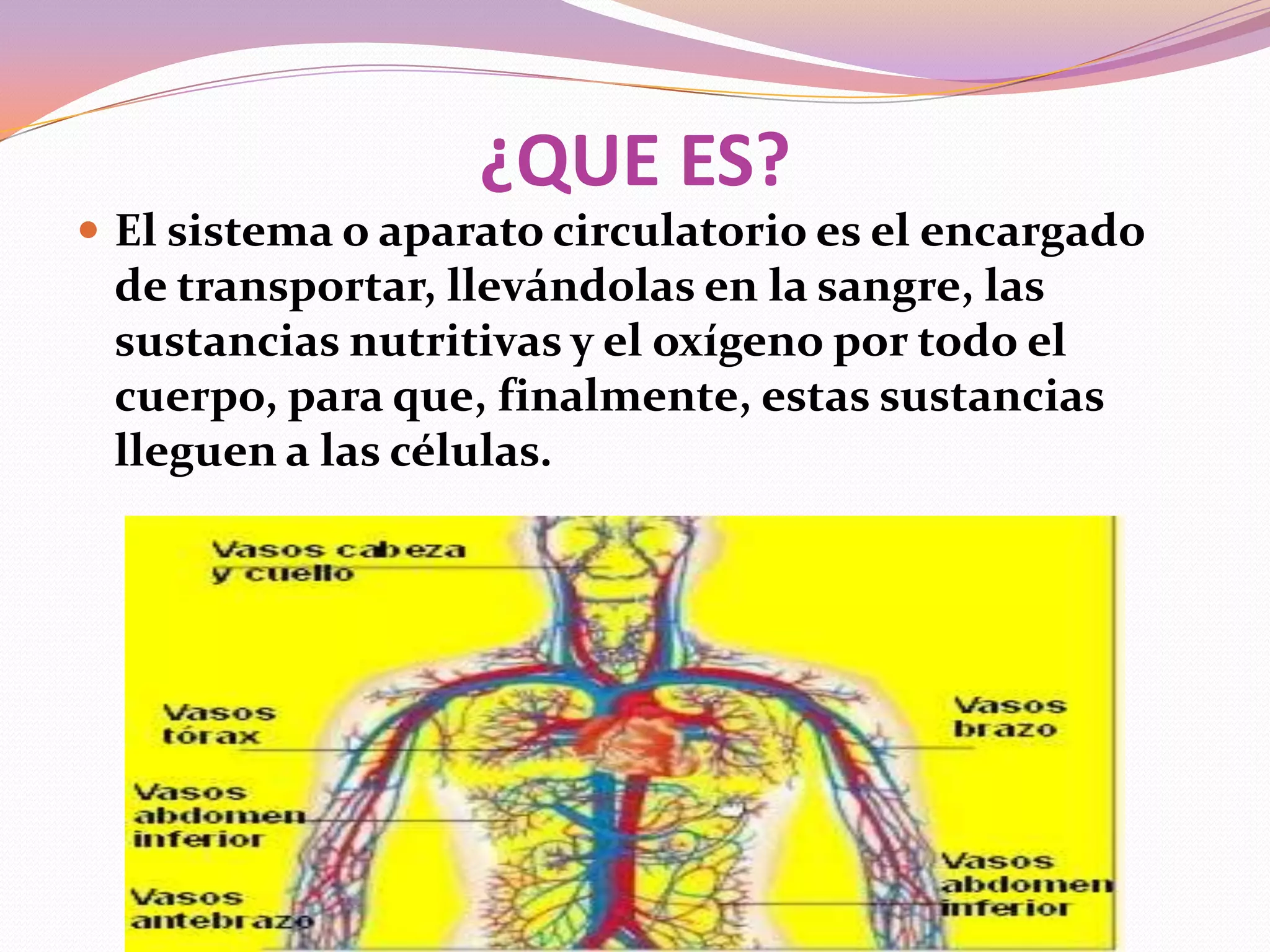 Sistema circulatorio | PPT