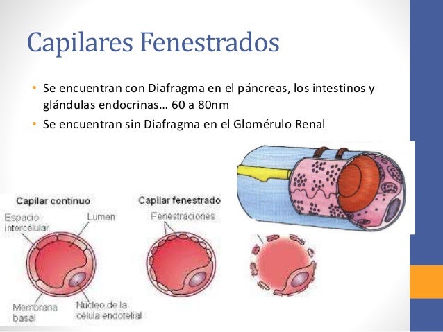 Histologia del Sistema Circulatorio