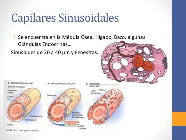 Histologia del Sistema Circulatorio