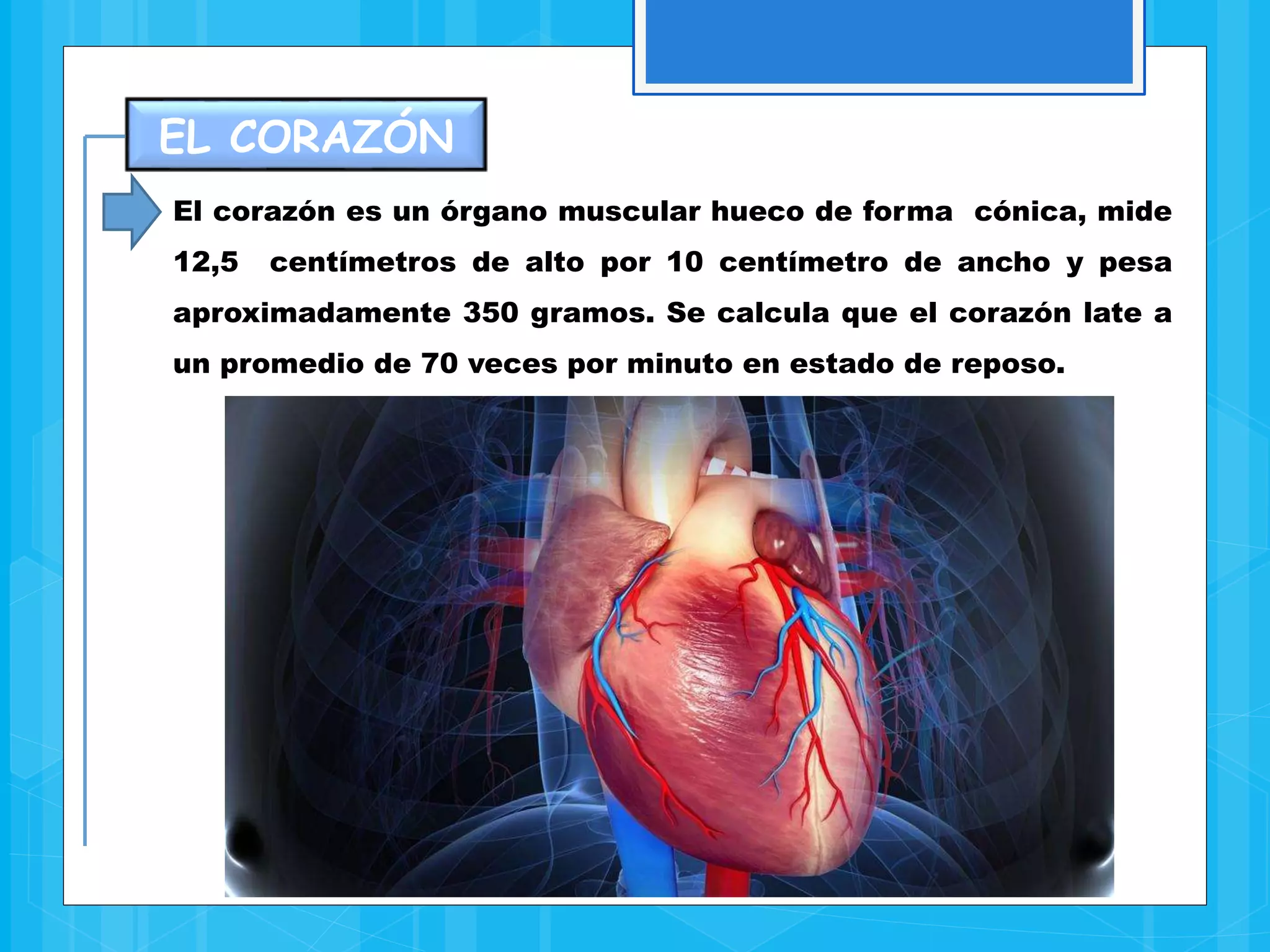 Sistema Circulatorio | PPT