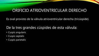 Sistema circulatorio | PPTX