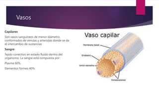 Sistema circulatorio.pptx