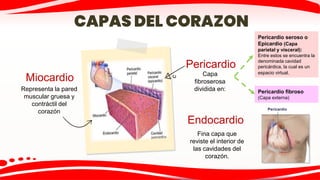 Sistema circulatorio.pptx