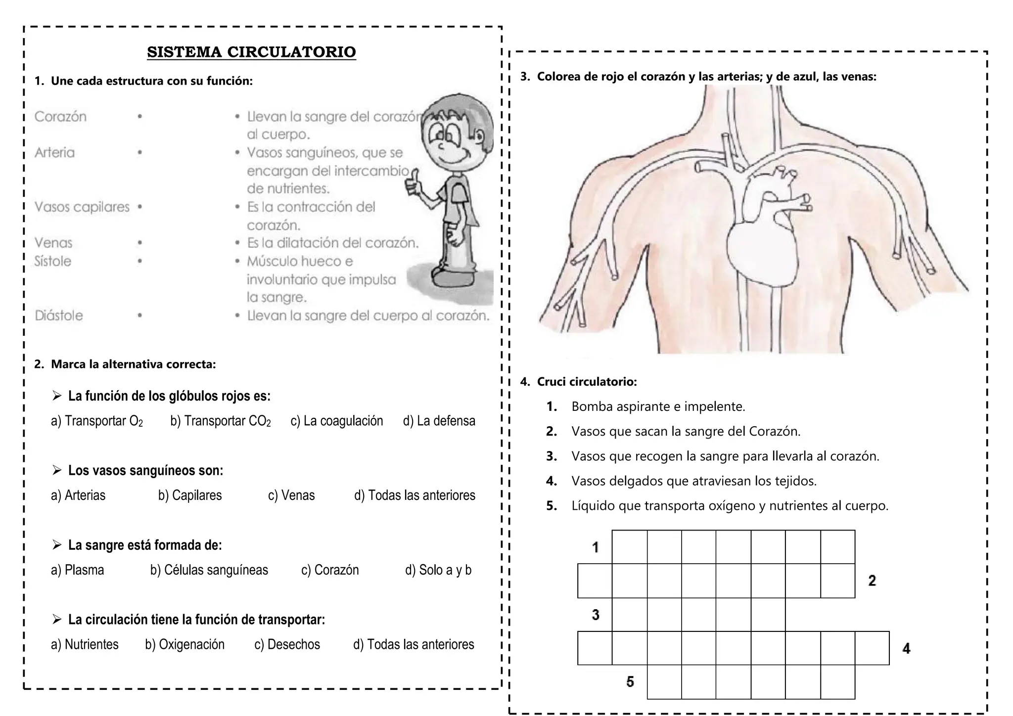 FICHA DE ACTIVIDADES DEL SISTEMA CIRCULATORIO.docx
