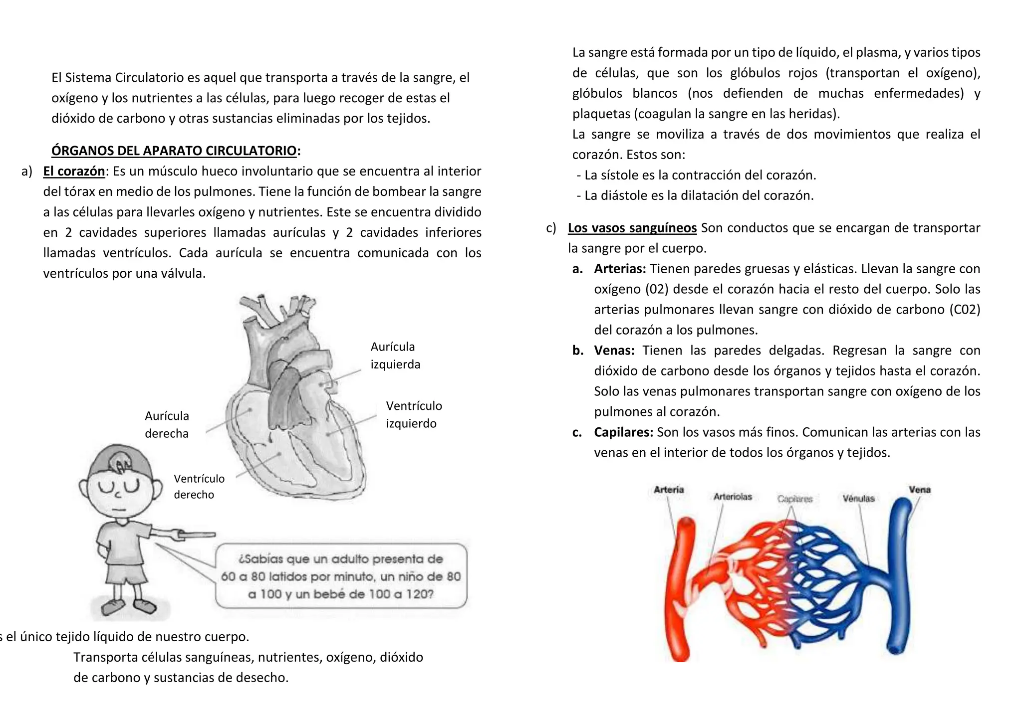 Hoja De Trabajo Sobre Los Vasos Sanguíneos Del Sistema Cardiovascular