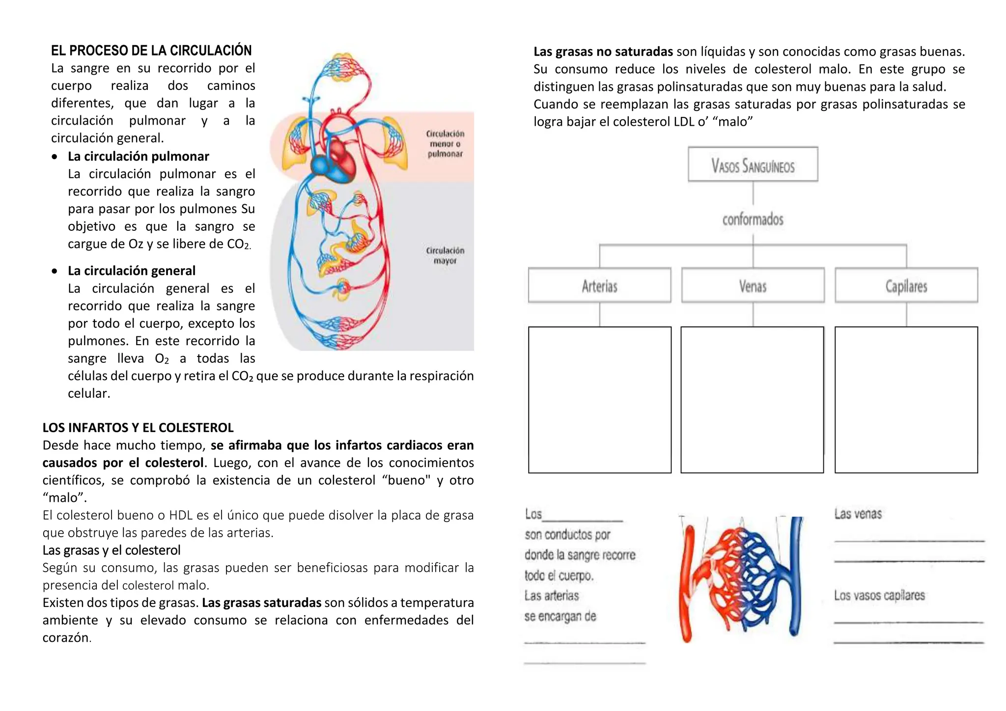 FICHA DE ACTIVIDADES DEL SISTEMA CIRCULATORIO.docx