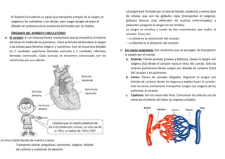 Ficha De Actividad El Sistema Circulatorio Teacher Made 350x350