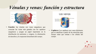 SISTEMA CIRCULATORIO.pdfndkfksnxnkddnld dlxnf | PDF