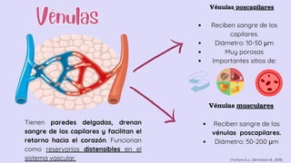 sistema Circulatorio.pdf (Venas y arterias principales)) | PDF