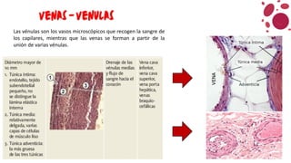 SISTEMA CIRCULATORIO CARDIOVASCULAR ANATOMÍA | PDF