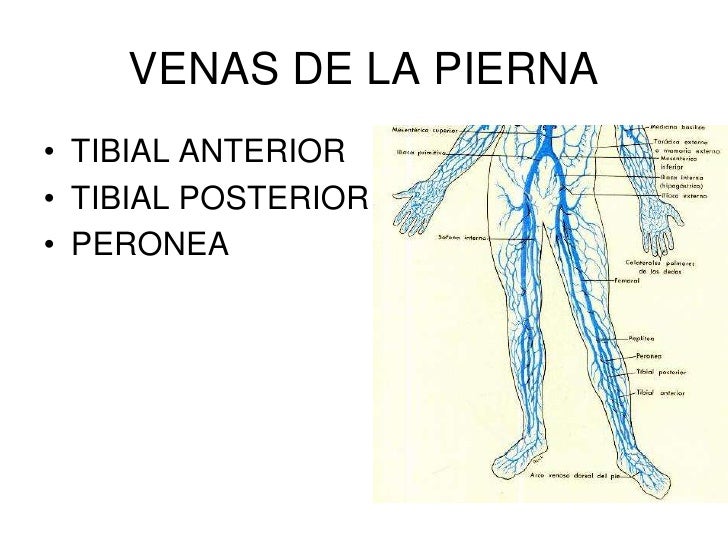 Sistema circulatorio.66ppsx