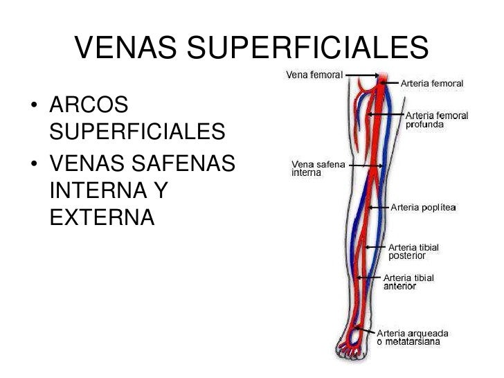 Sistema circulatorio.66ppsx