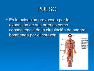anatomia del SISTEMA cardiovascular..ppt