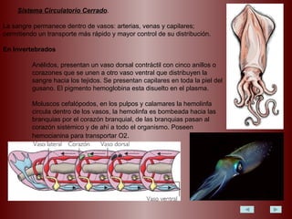 Sistema circulatorio animales | PPT