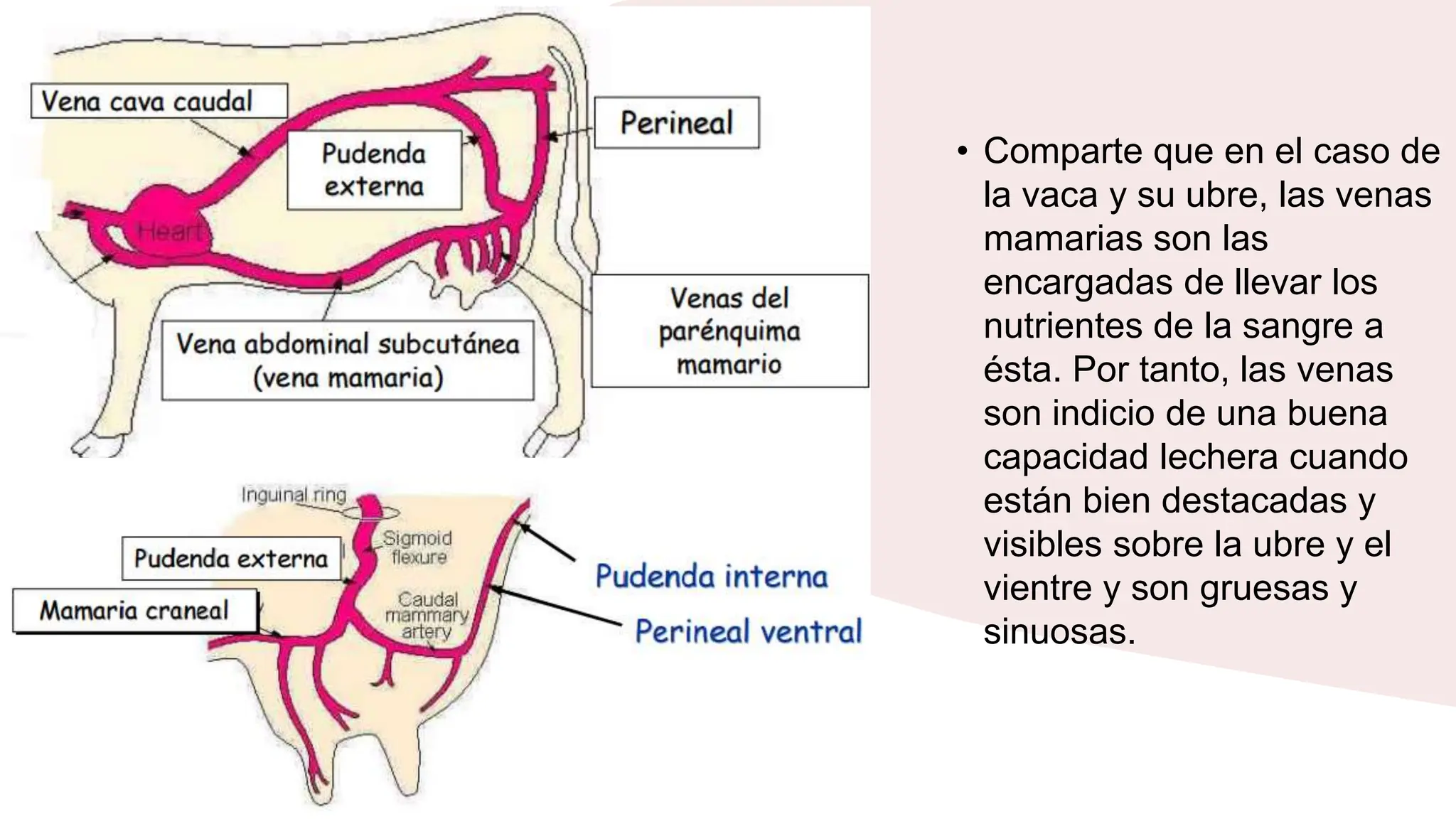 SISTEMA CIRCULATORIO BOVINOS MEDICINA VETERINARIA Y ZOOTECNIA | PPTX