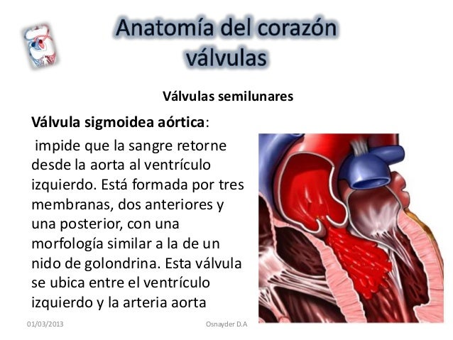 Sistema circulatorio completo