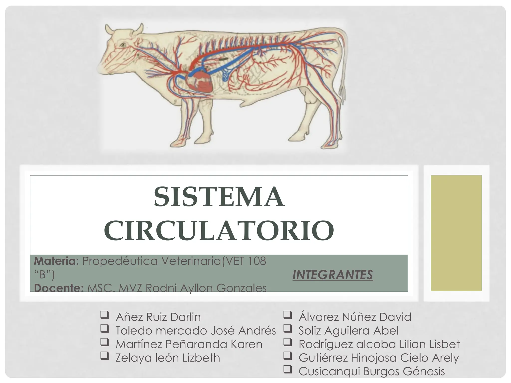 SISTEMA CIRCULATORIO de las diferentes ESPECIES animales | PPTX