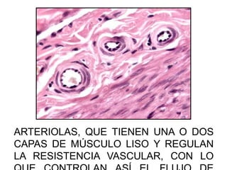 HISTOLOGIA DEL SISTEMA CIRCULATORIO | PPT
