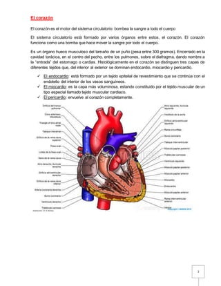 Sistema Circulatorio Partes Corazón