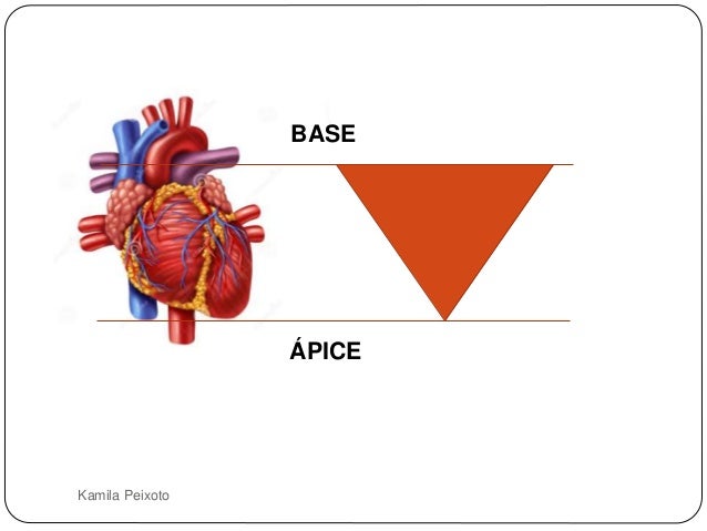 Mini-curso sobre sistema circulatório