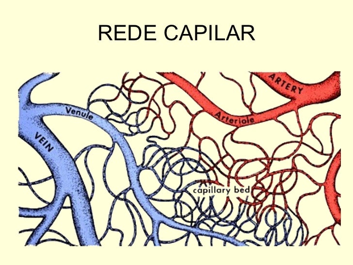 Sistema circulatório hm