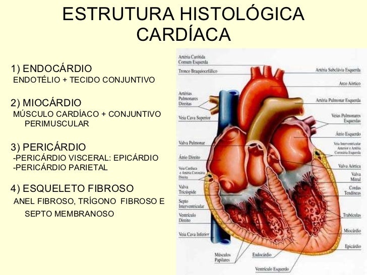 Sistema circulatório hm