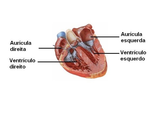 Sistema circulatório 1