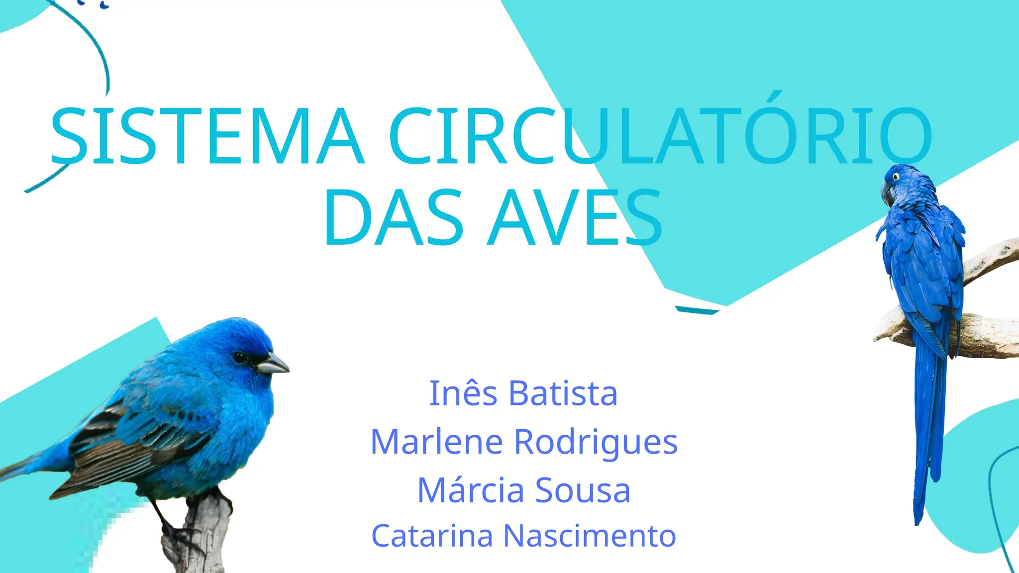 Sistema circulatório das aves biologia.pptx