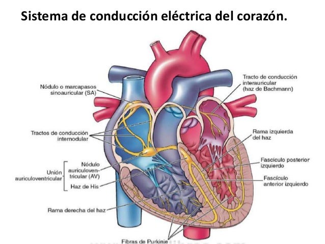 Sistema de conducción eléctrica del corazón. Bases eléctricas del ecg.